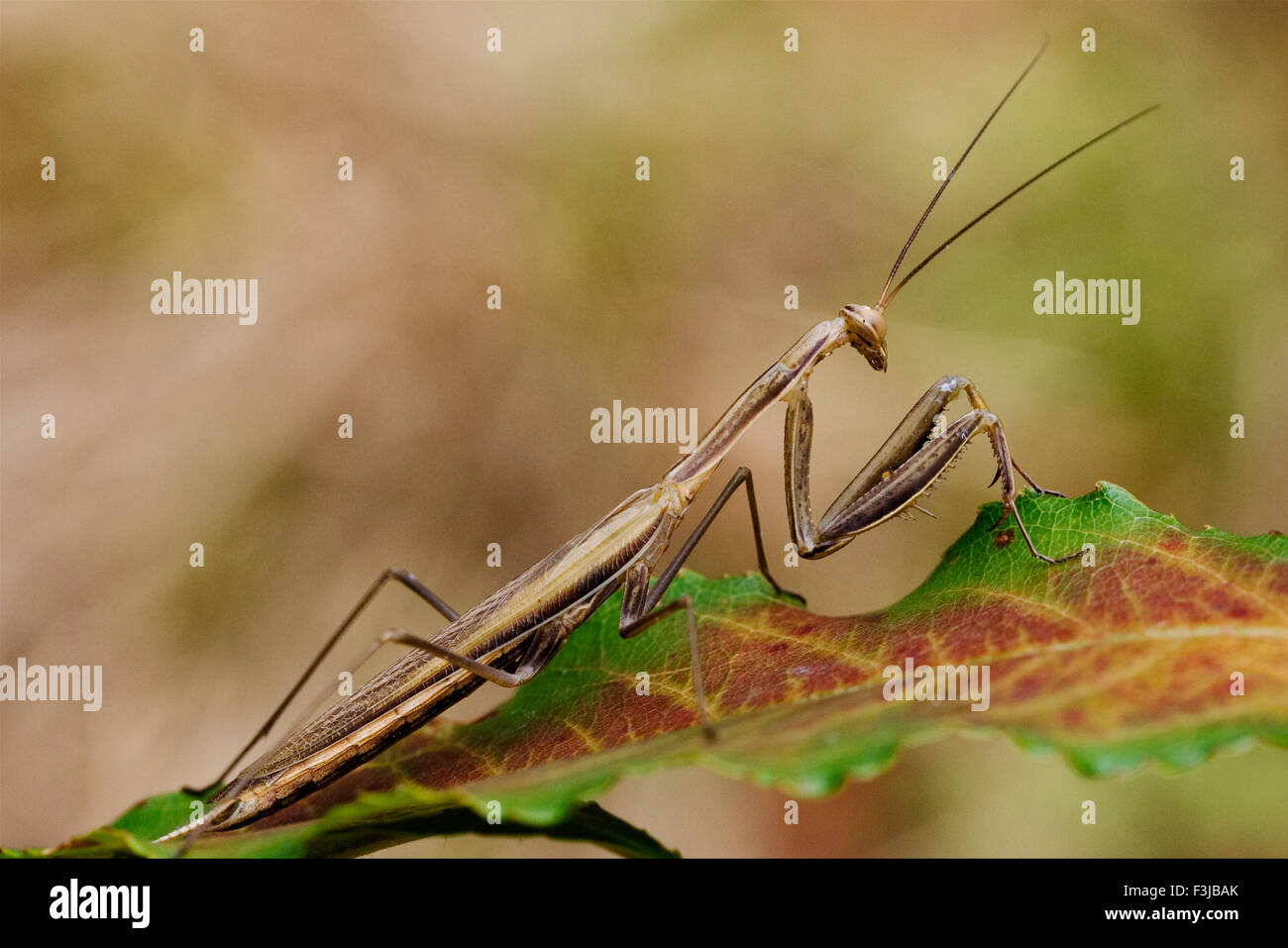 close up of wild side of praying mantis mantodea on a green brown left ...