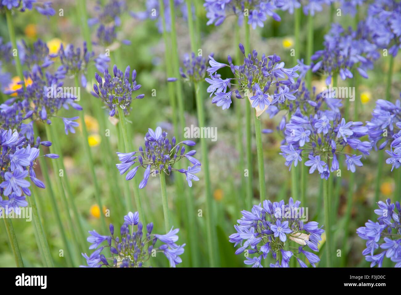 Blue Agapanthus flowers Stock Photo - Alamy