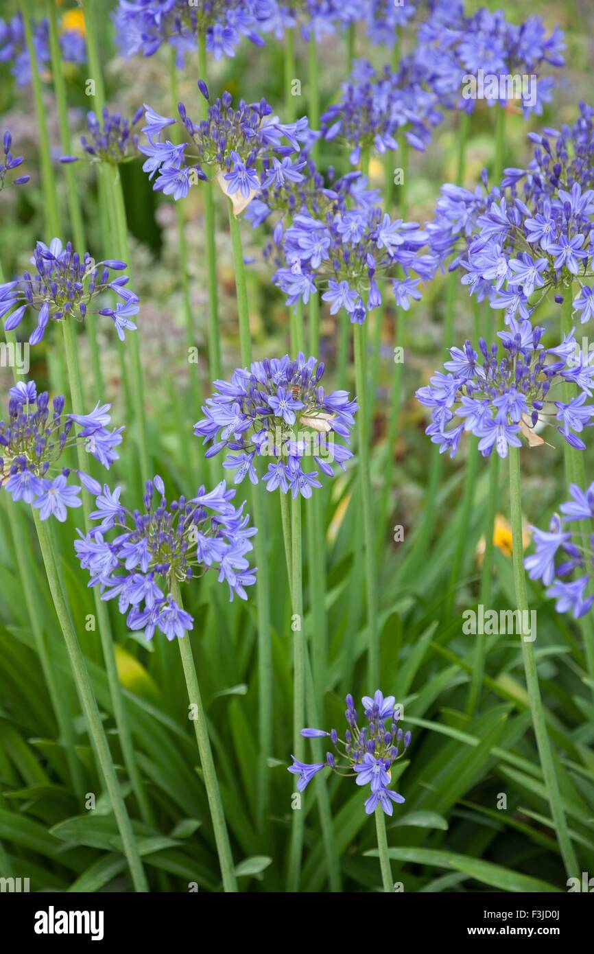 Blue Agapanthus flowers Stock Photo - Alamy