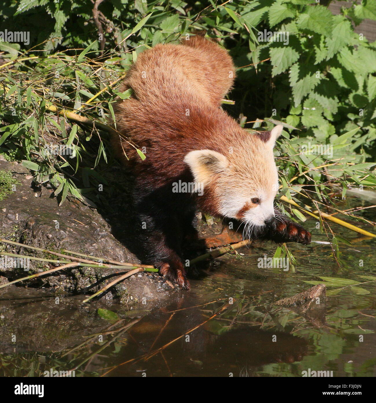 Asian Red Panda (Ailurus fulgens) at the water's edge, fishing Stock ...