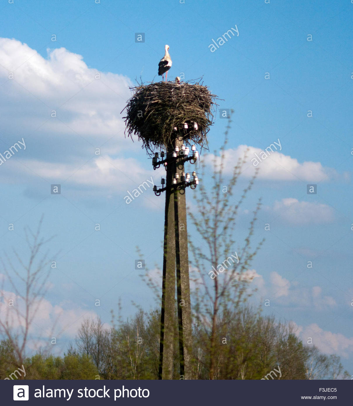 Stork Nest On Electric Pole High Resolution Stock Photography and ...