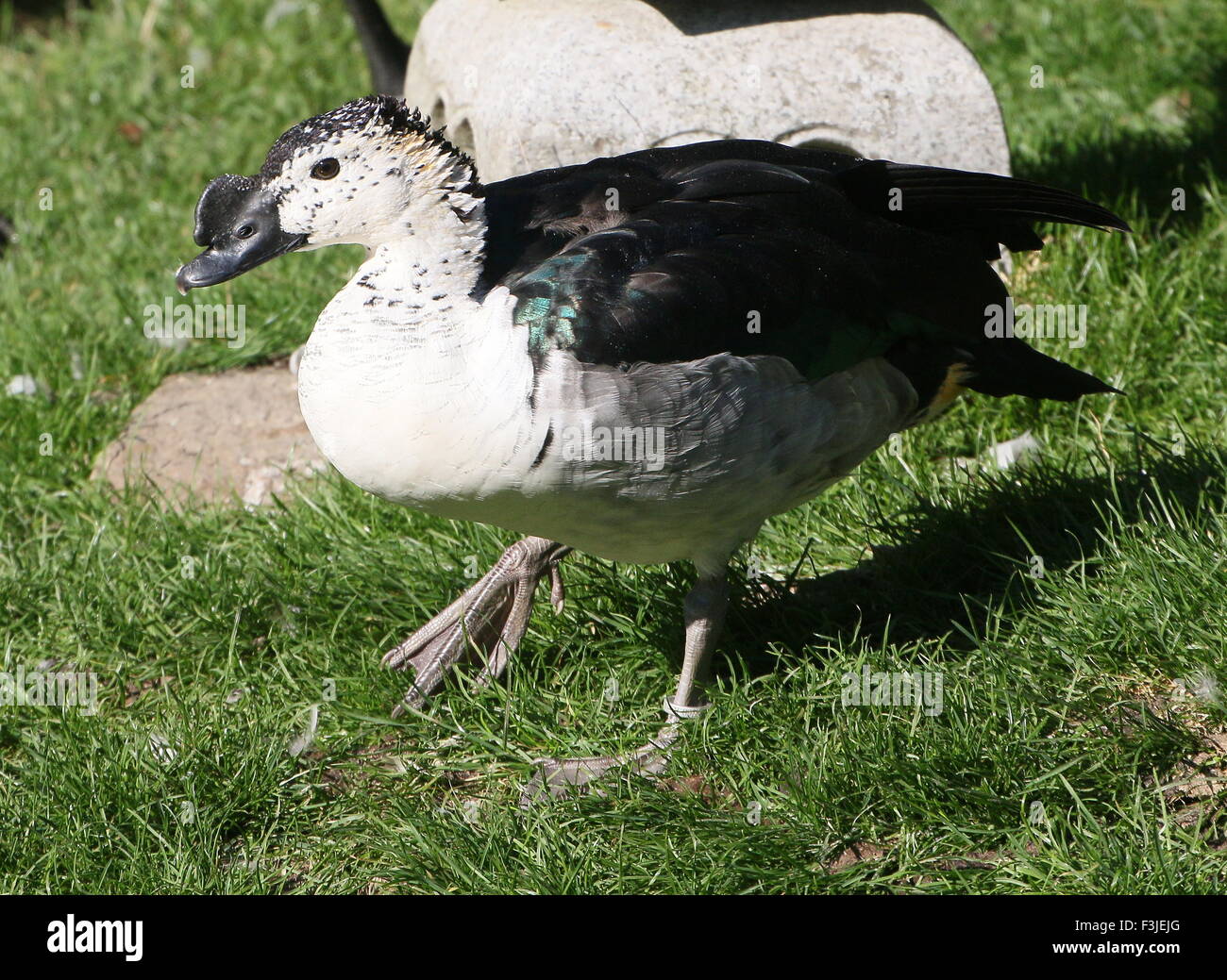 Male Old World Comb duck or Knob-billed duck (Sarkidiornis melanotos ...