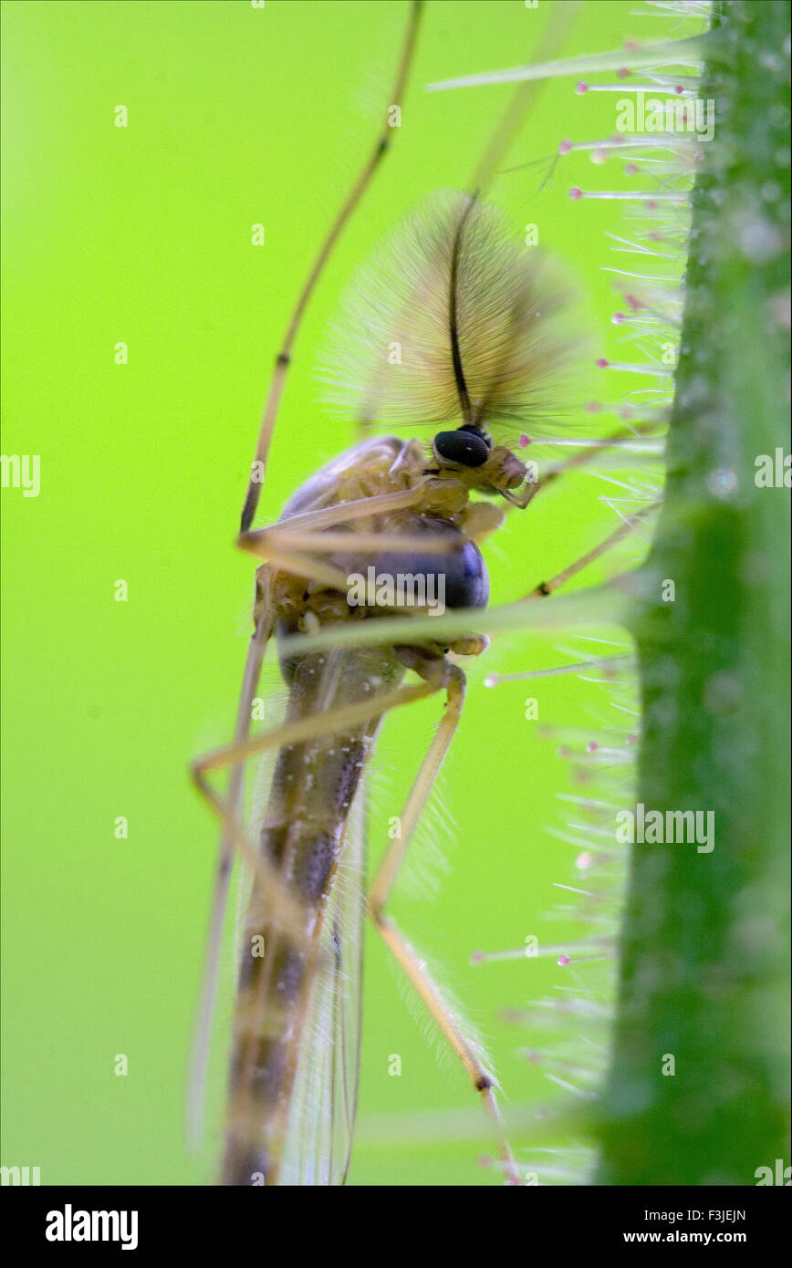 Chironomus riparius hi-res stock photography and images - Alamy