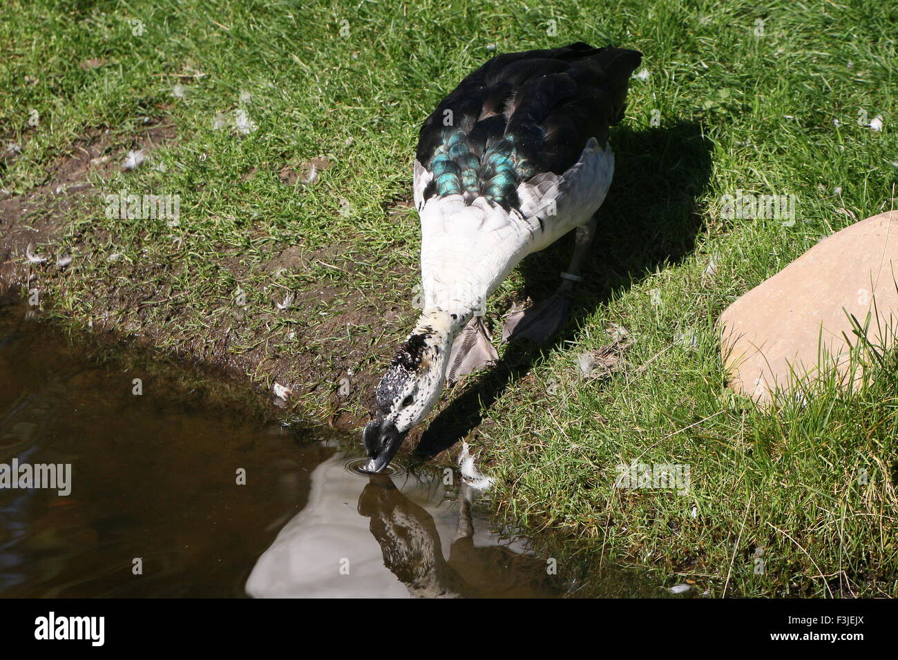 Male Old World Comb duck or Knob-billed duck (Sarkidiornis melanotos ...