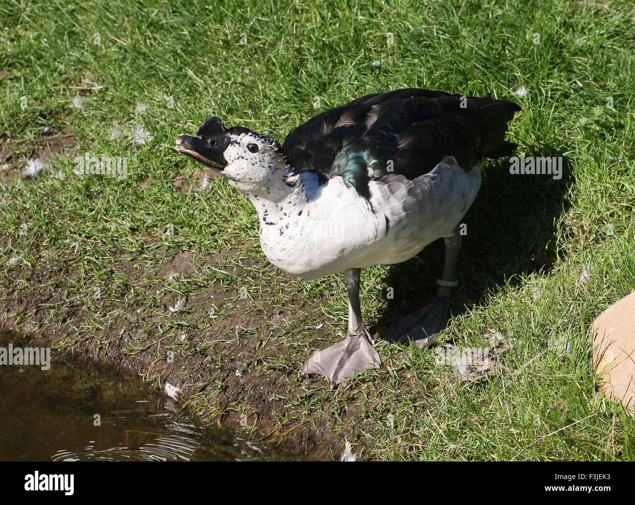 Knobbeleend hi-res stock photography and images - Alamy