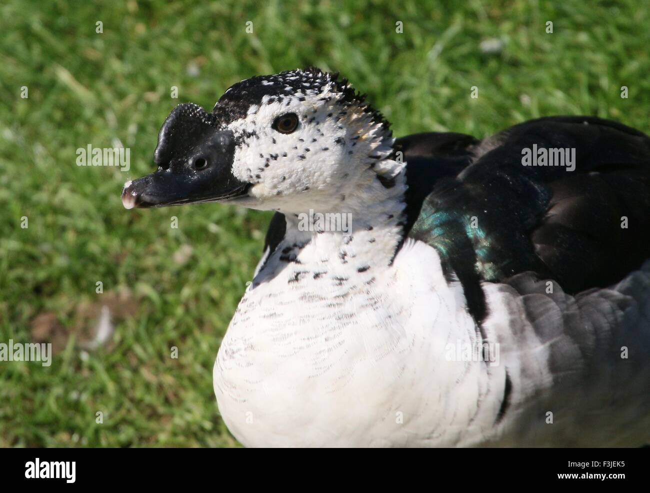 Pato crestudo hi-res stock photography and images - Alamy