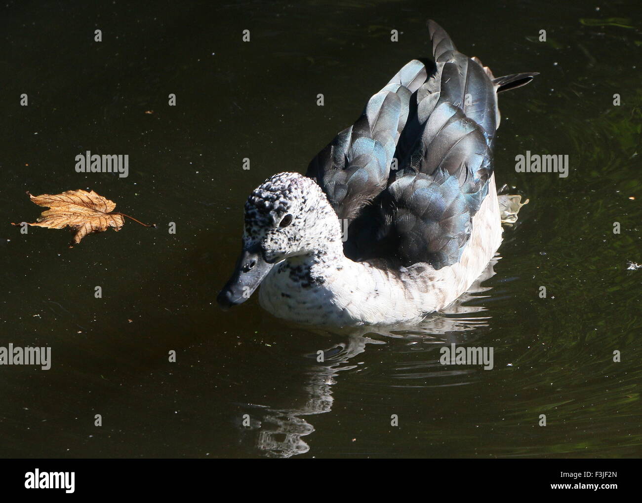 Female Old World Comb duck or Knob-billed duck (Sarkidiornis melanotos ...