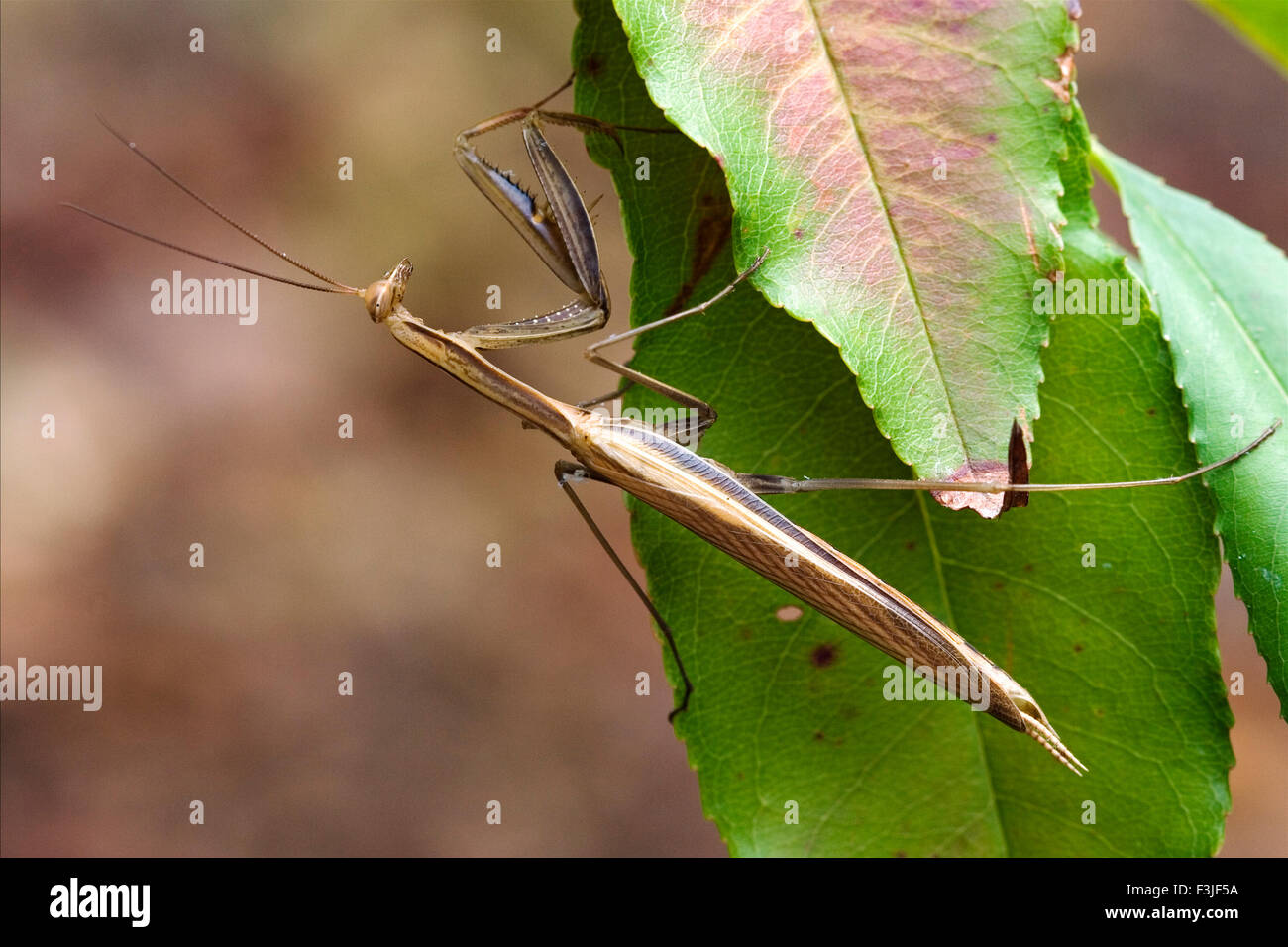 close up of wild side of praying mantis mantodea on a green brown left ...