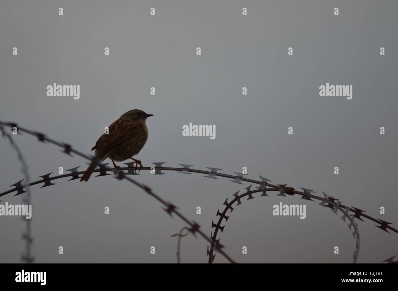 Hedgesparrow hi-res stock photography and images - Alamy