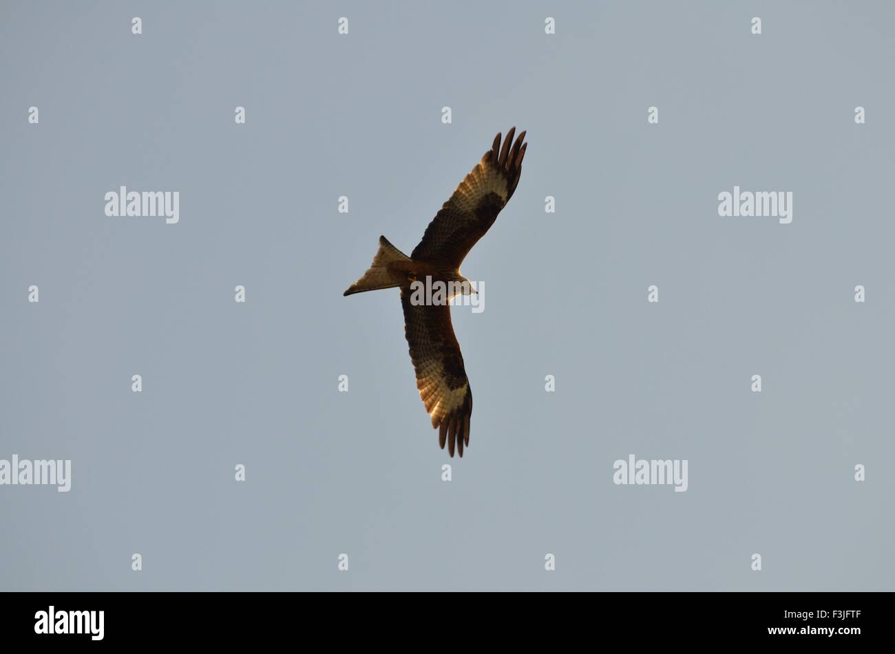 Red Kite Soaring Stock Photo - Alamy