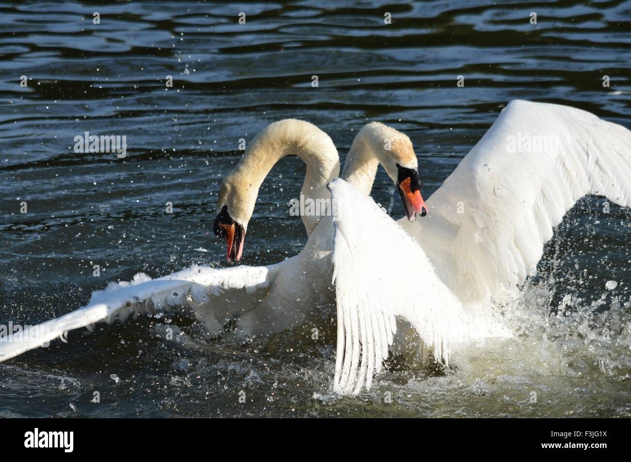 Male Mute Swans fighting on the River Avon Stock Photo - Alamy