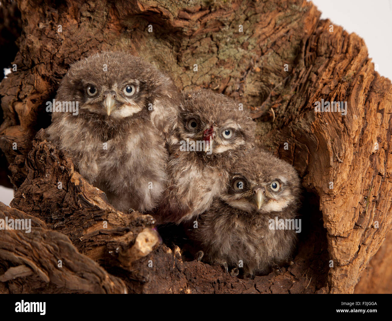 Three juvenile little owls Stock Photo - Alamy