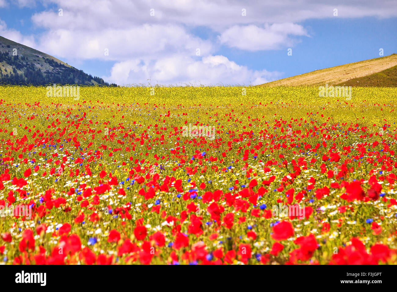 Spring flowers season umbria hi-res stock photography and images - Alamy