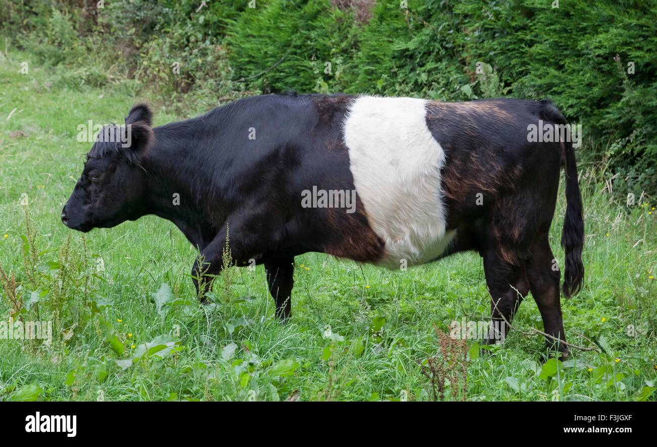 Belted Galloway Cow, England Stock Photo - Alamy