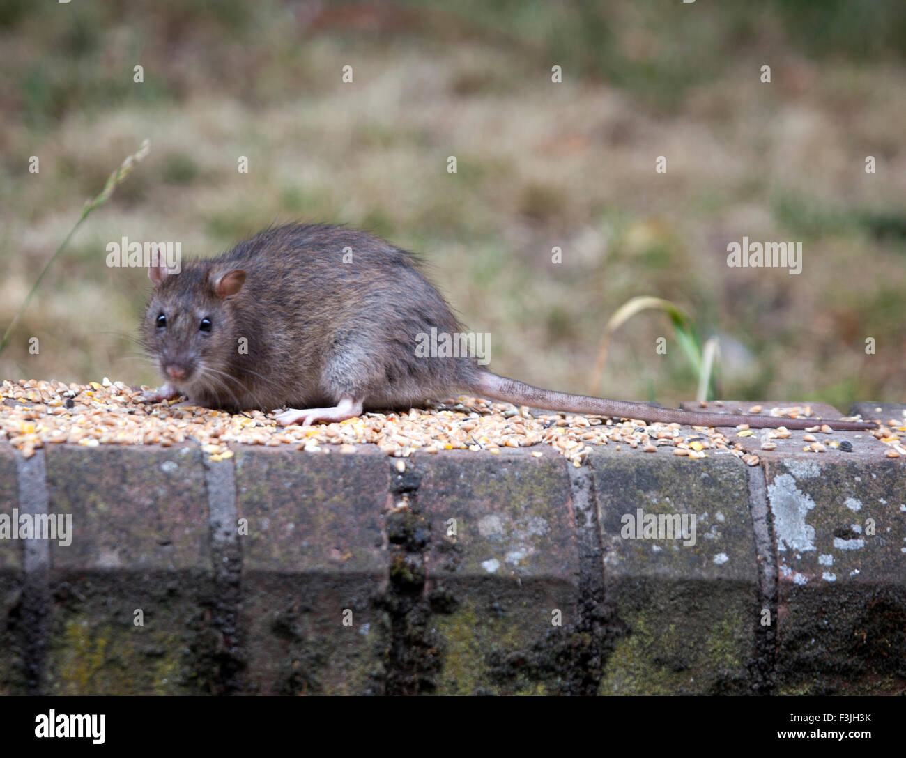 Brown Rat on garden wall Stock Photo - Alamy