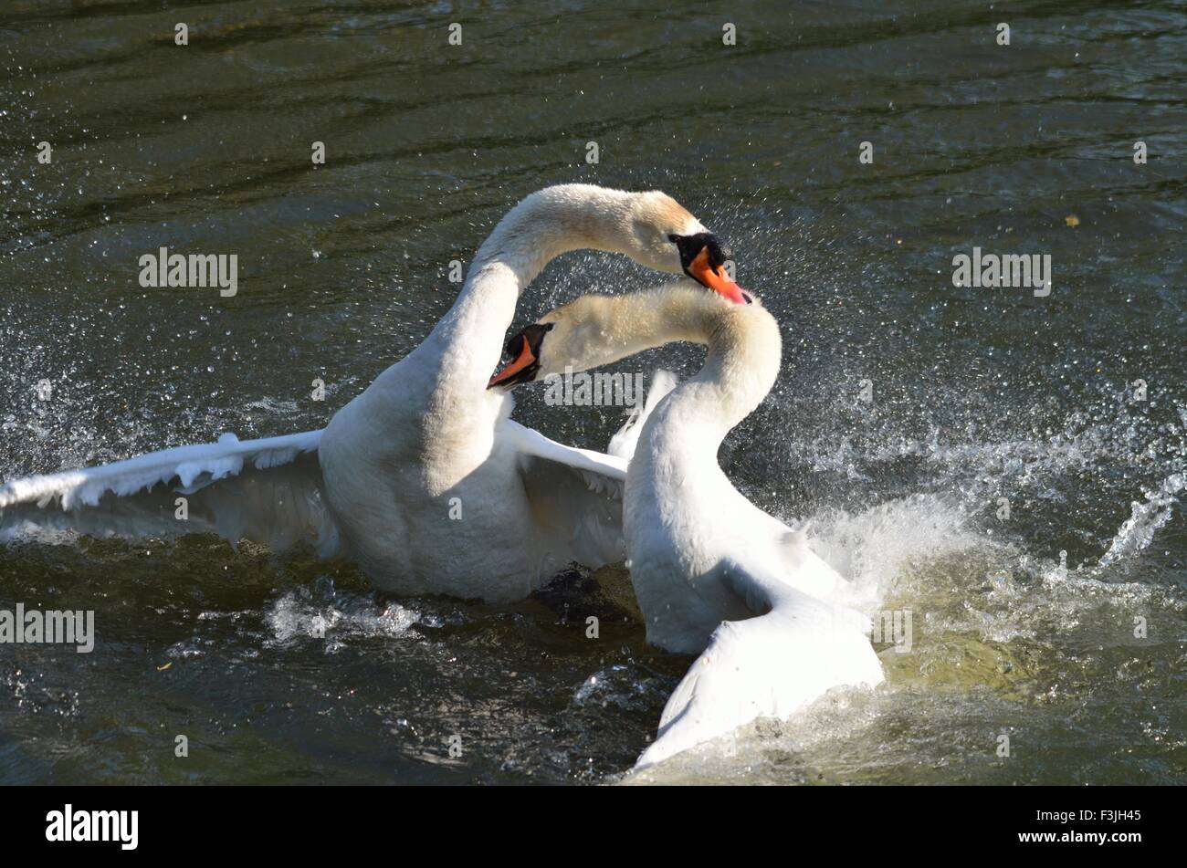Male swans fighting hi-res stock photography and images - Alamy