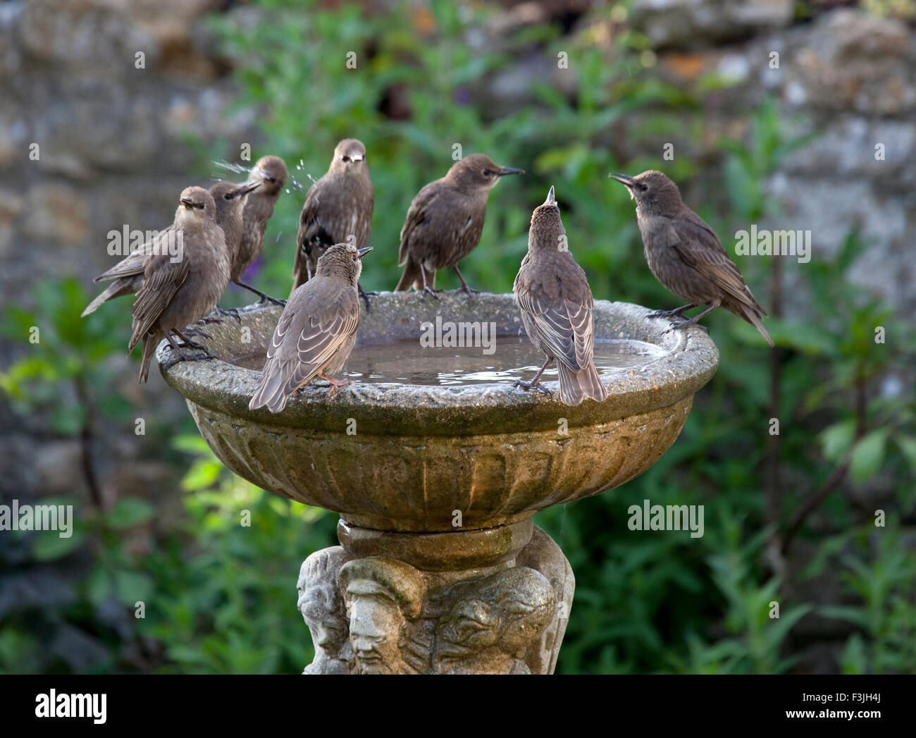 Common Starling group bathing Stock Photo - Alamy