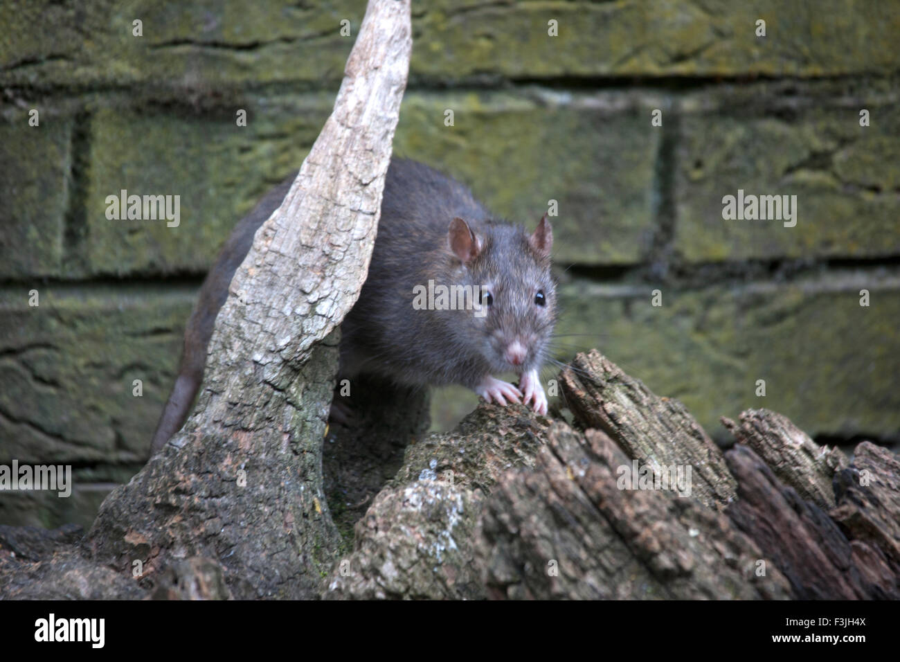 Brown rat hi-res stock photography and images - Alamy
