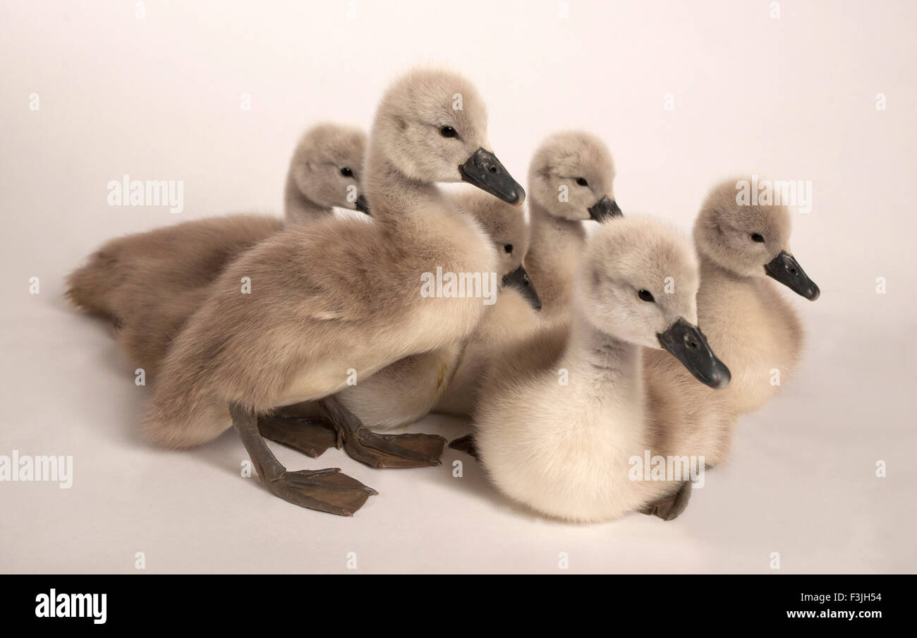 Swan cygnets hi-res stock photography and images - Alamy