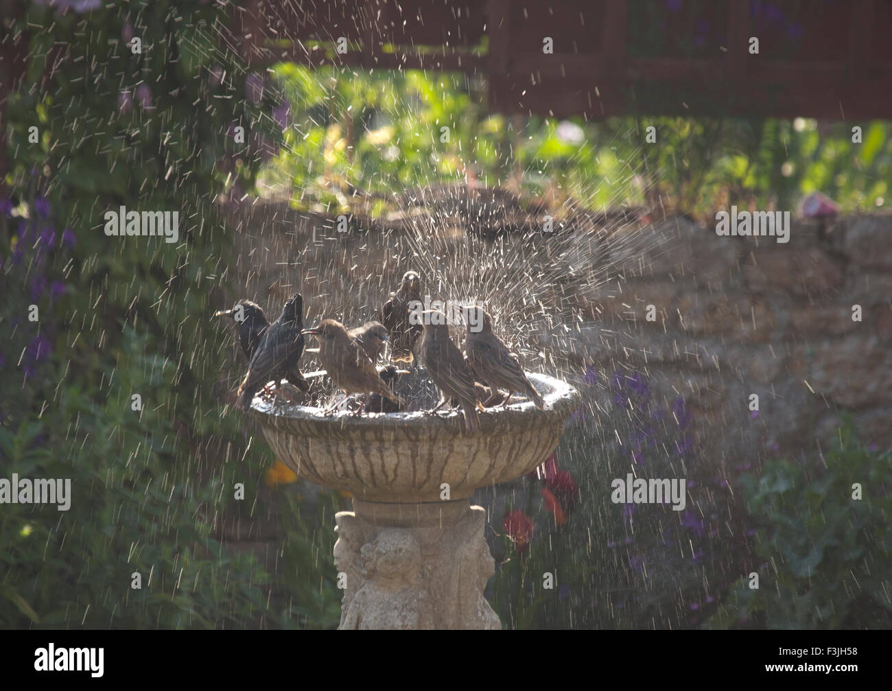 Communal bathing hi-res stock photography and images - Alamy