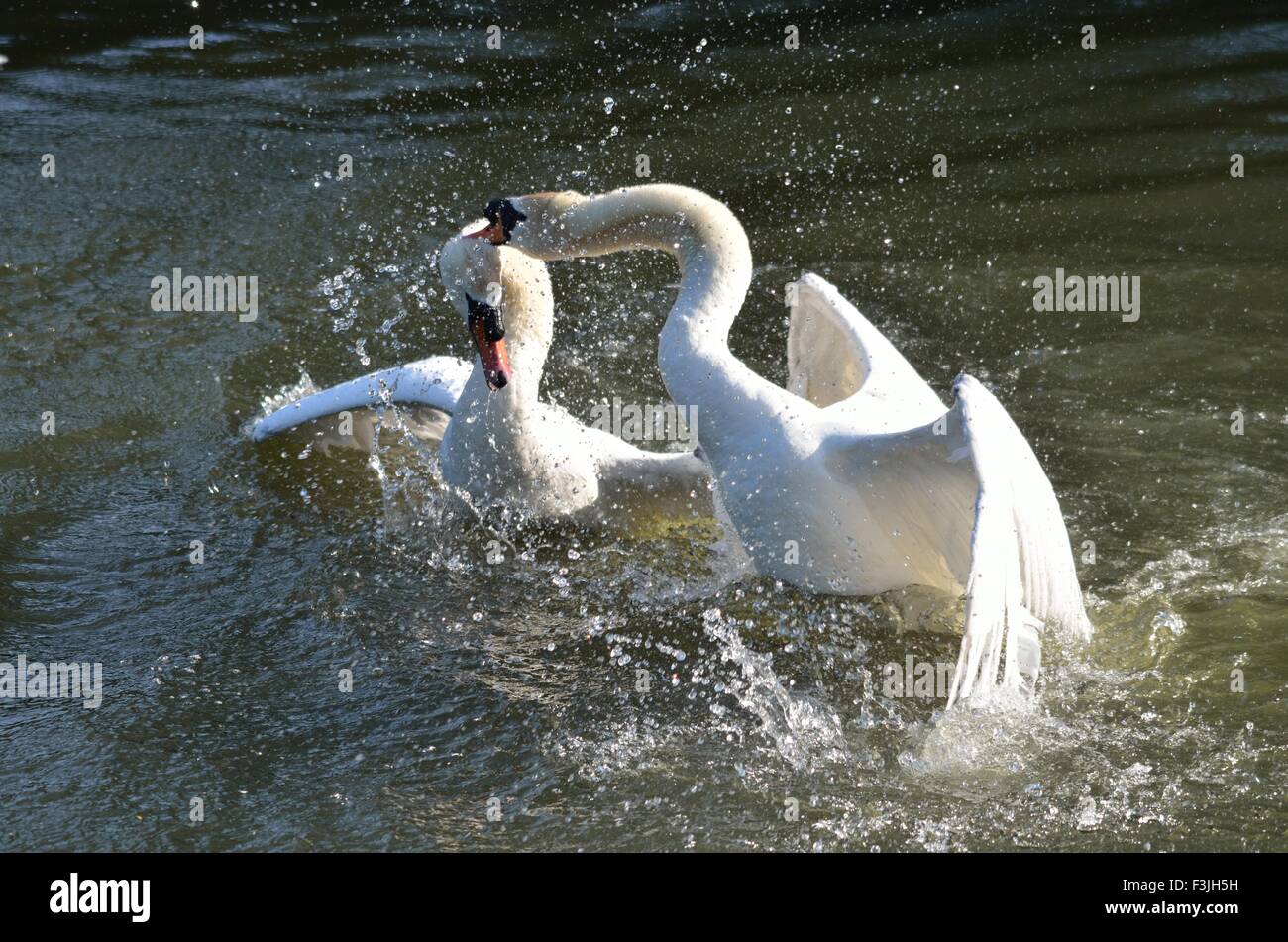Male Mute Swans fighting on the River Avon Stock Photo - Alamy