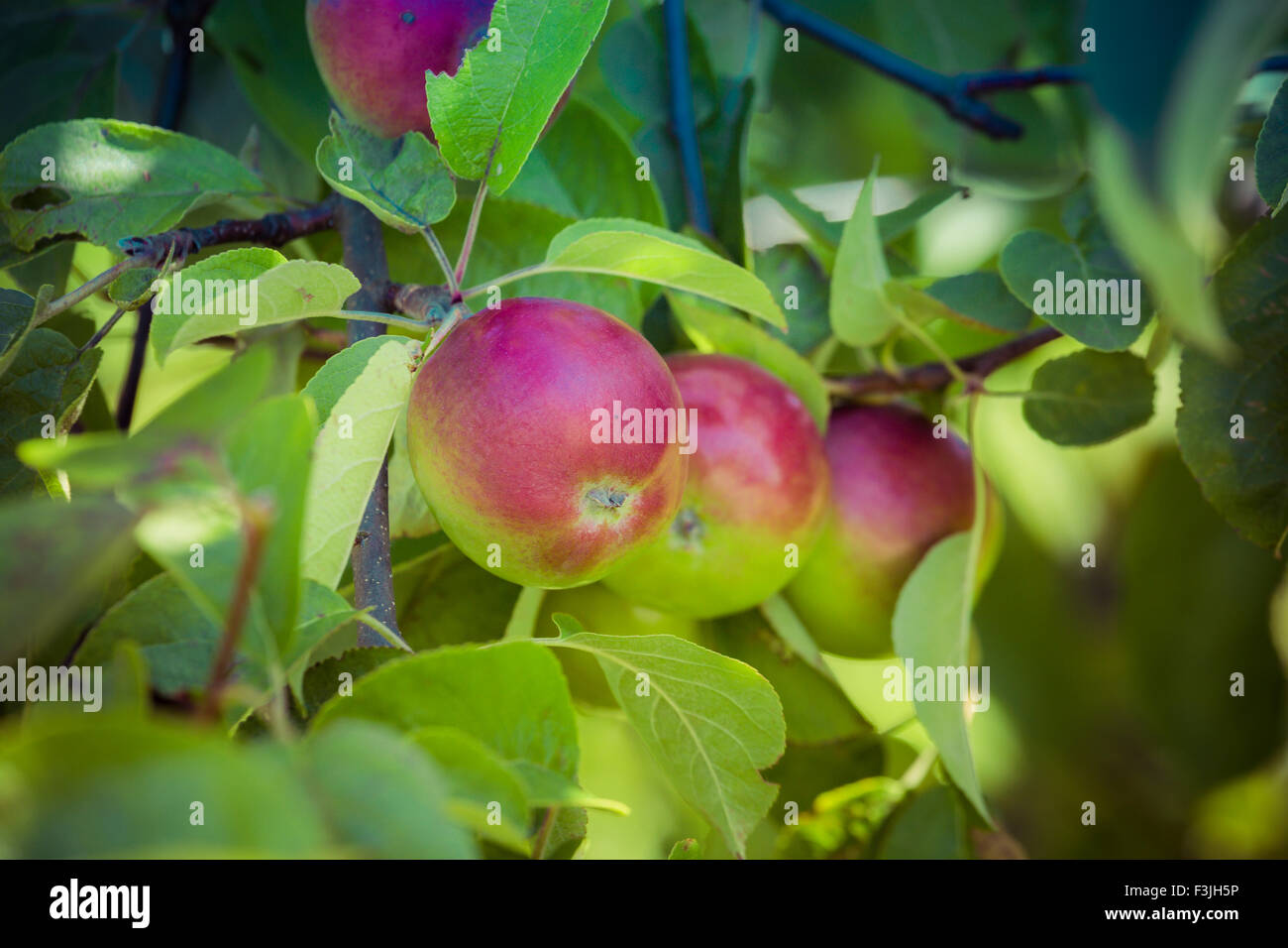 Ripe apples on the tree Stock Photo - Alamy