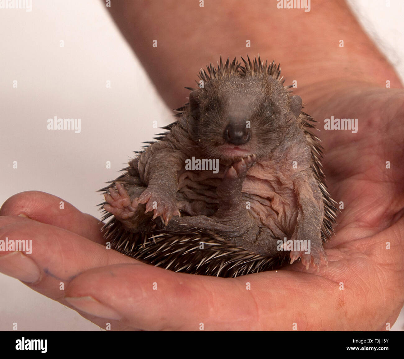 Juvenile Hedgehog in hand Stock Photo - Alamy