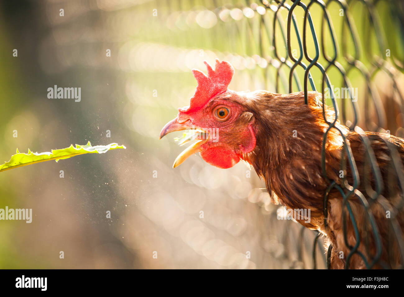 Hen in a farmyard (Gallus gallus domesticus Stock Photo - Alamy