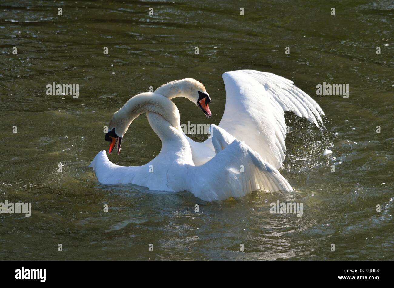 Male Mute Swans fighting on the River Avon Stock Photo - Alamy