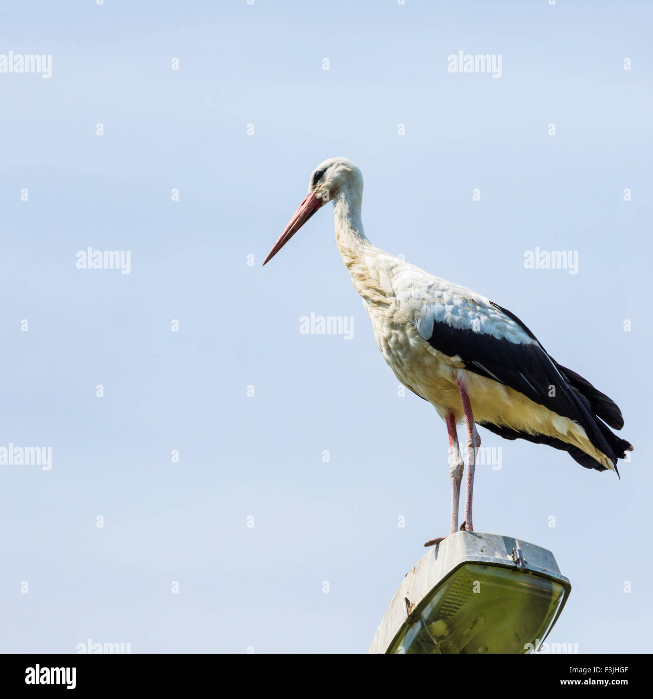 Stork flying on blue sky background. Beautiful stork bird photographed ...