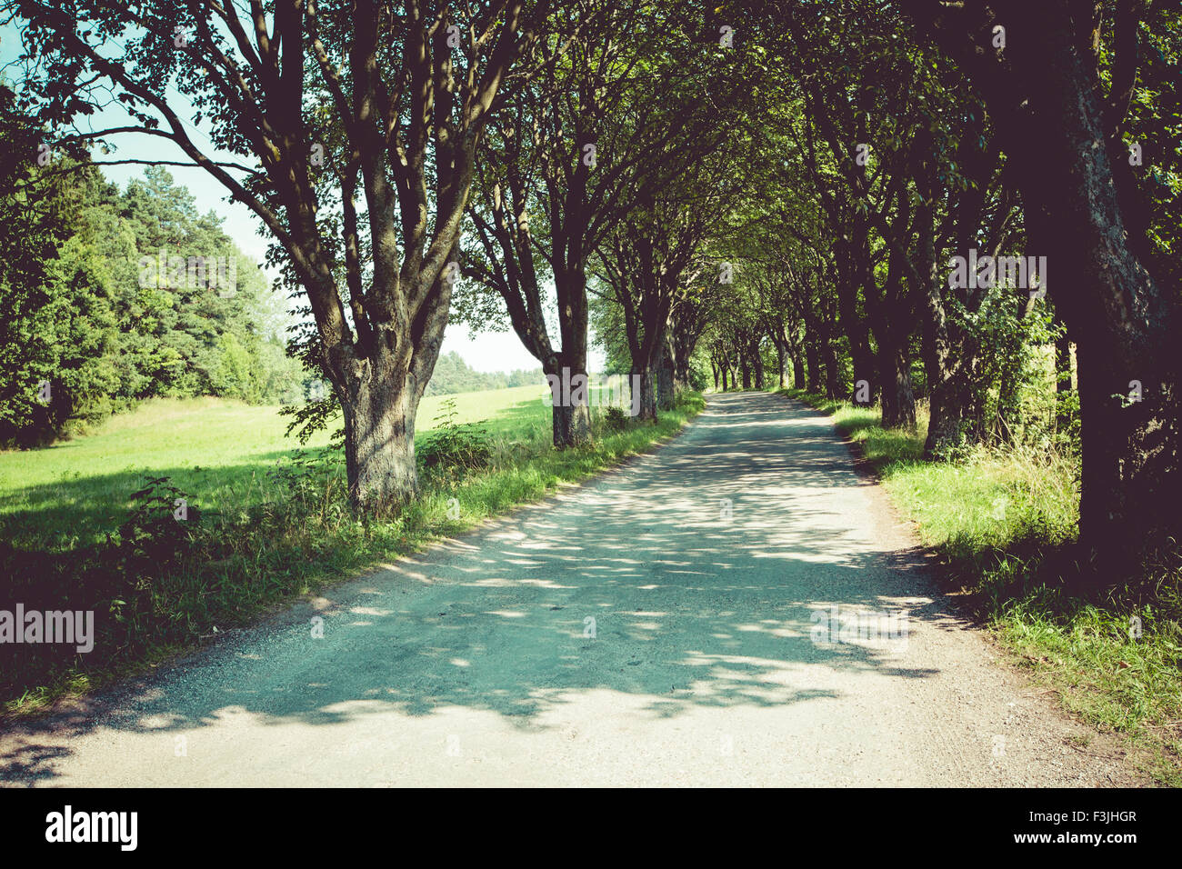 the way in forest Stock Photo - Alamy