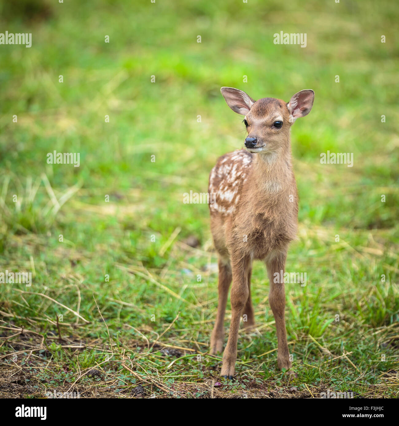Sika Game High Resolution Stock Photography and Images - Alamy