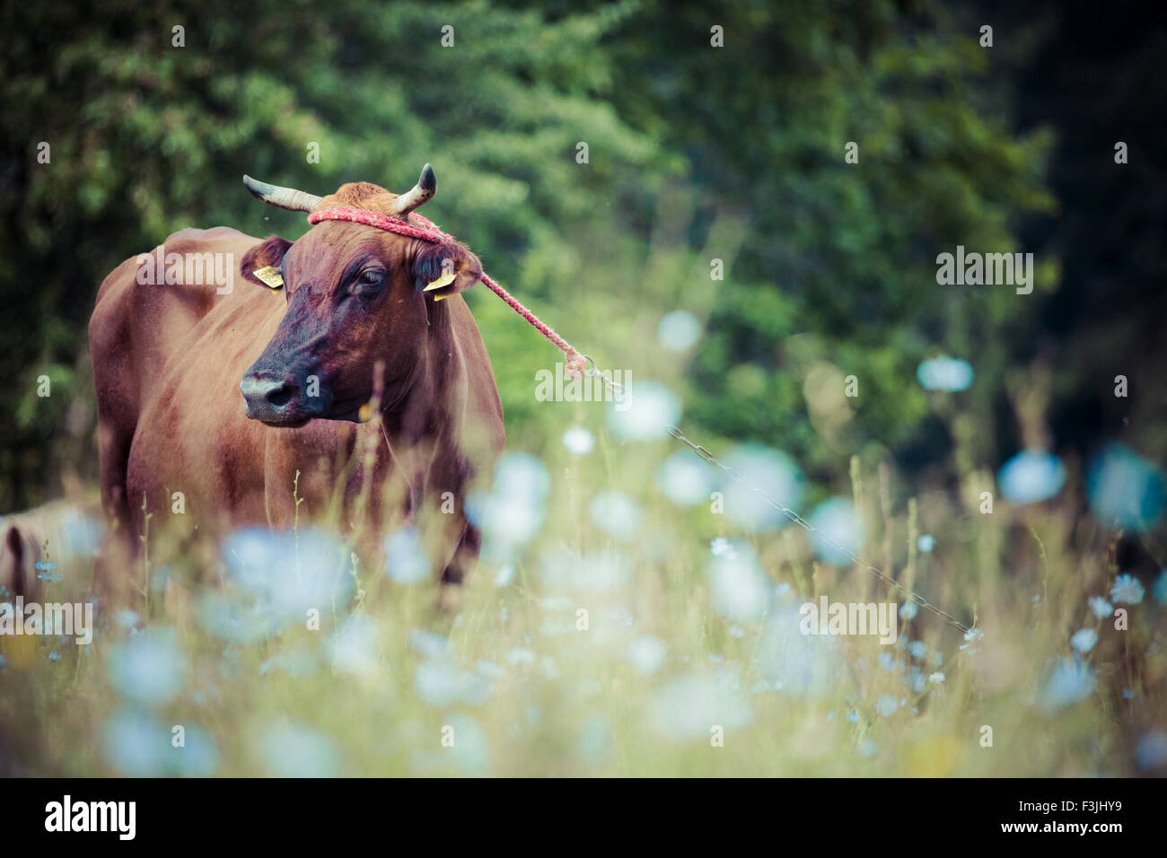 Cow with calf in the grass, Suwalszczyzna, Poland Stock Photo - Alamy