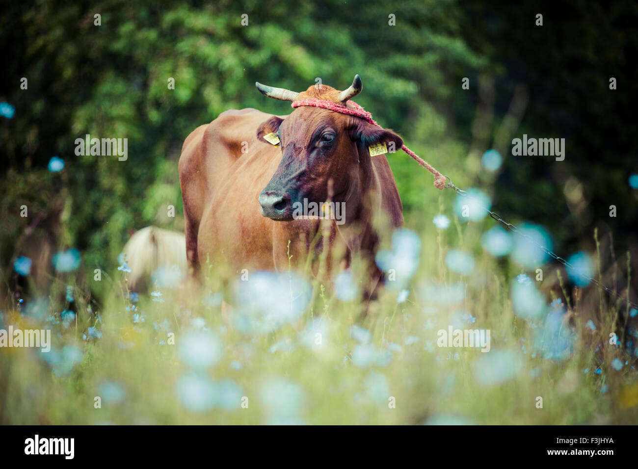 Cow with calf in the grass, Suwalszczyzna, Poland Stock Photo - Alamy
