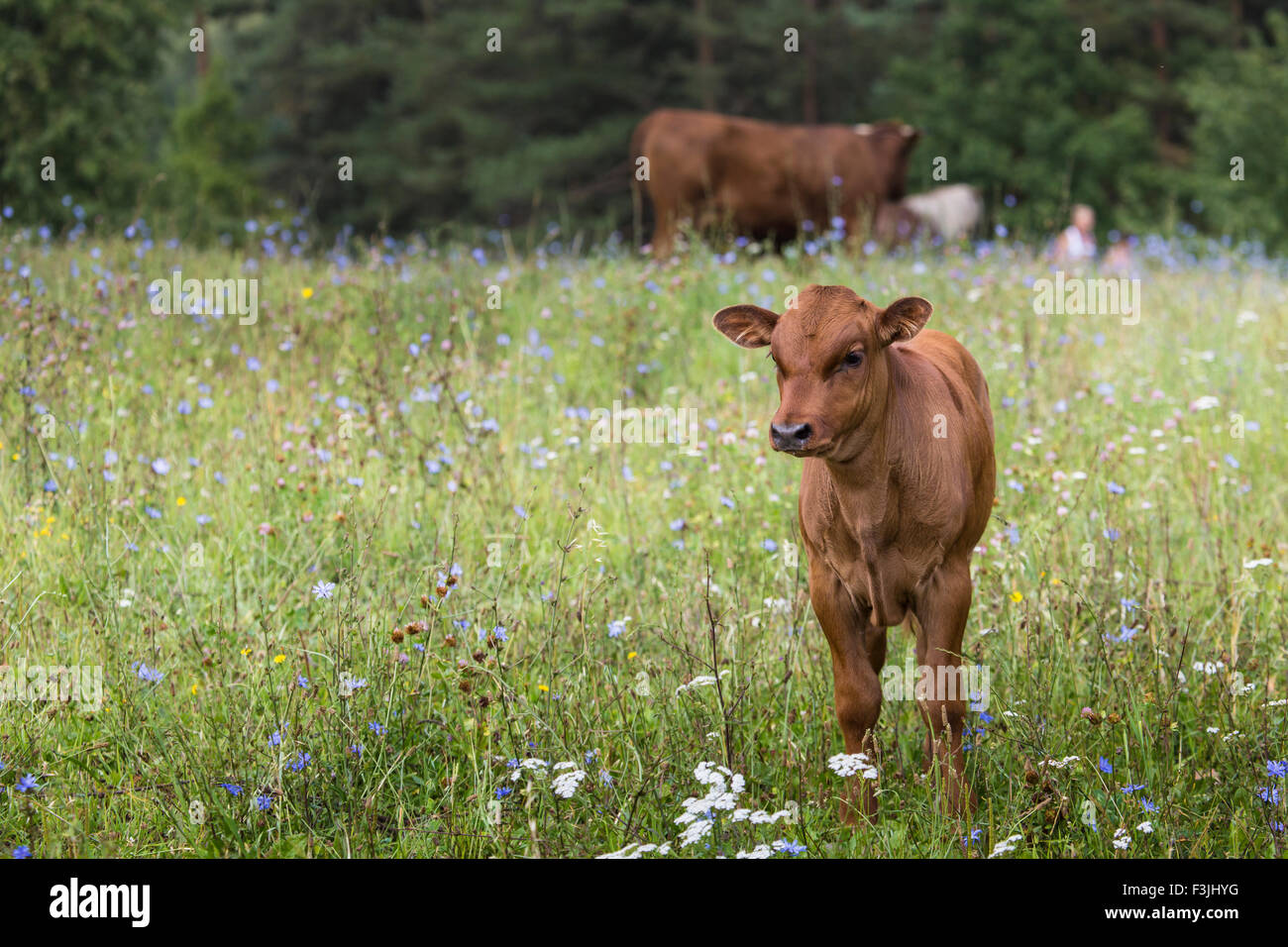 Cow with calf in the grass, Suwalszczyzna, Poland Stock Photo - Alamy