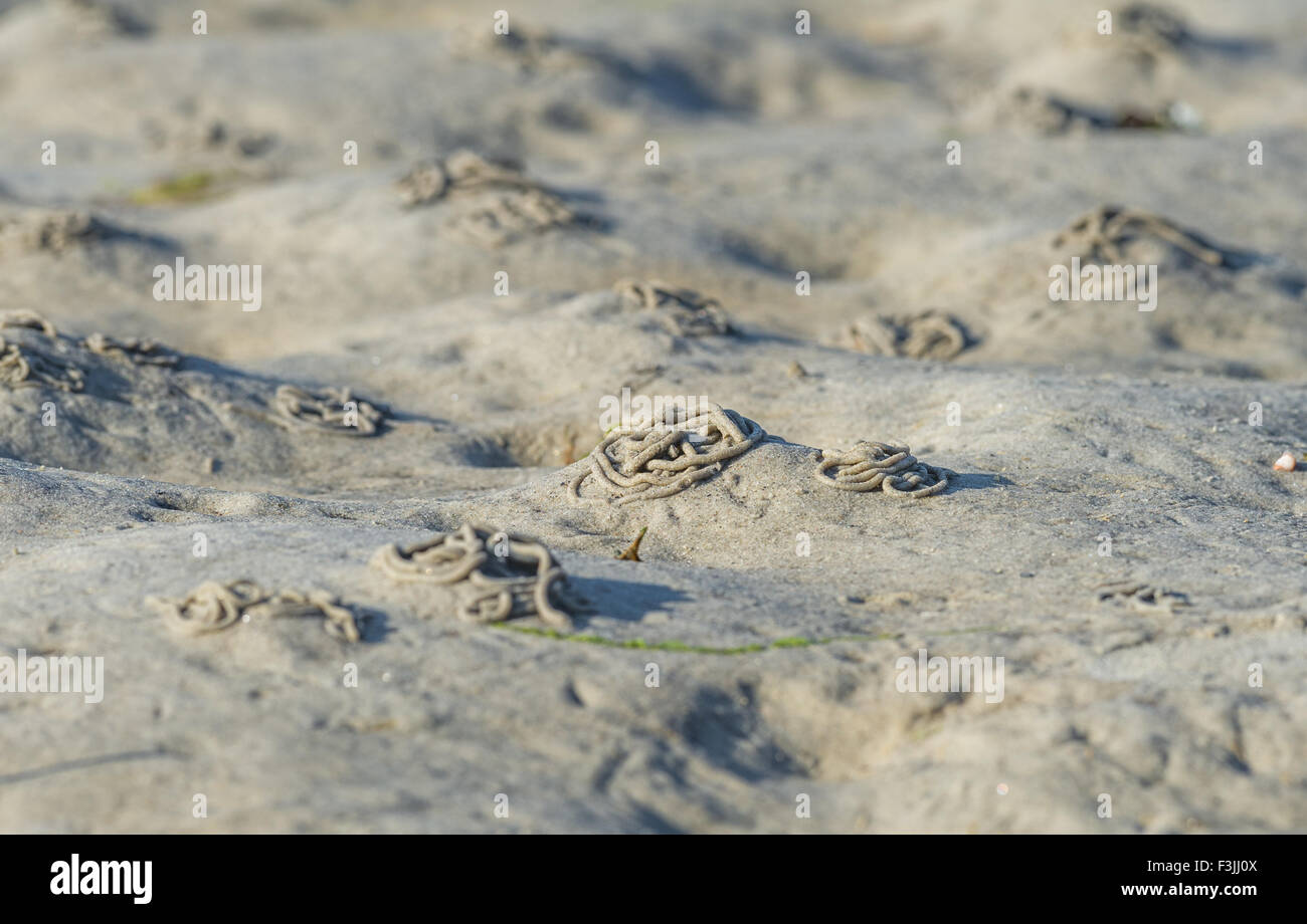 Sandworm hi-res stock photography and images - Alamy