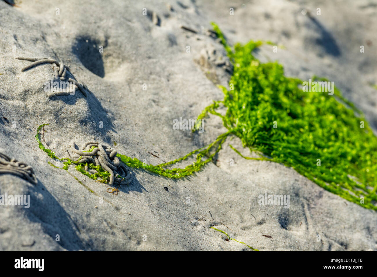 Lugworm casts hi-res stock photography and images - Alamy
