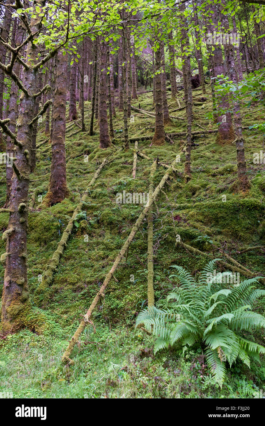 Scottish pine trees hi-res stock photography and images - Alamy
