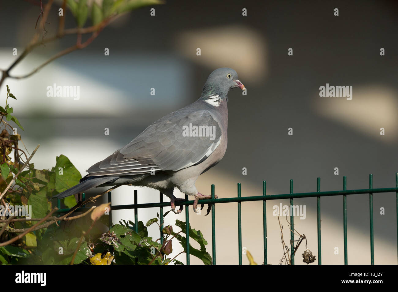 Wood pigeon perched hi-res stock photography and images - Alamy