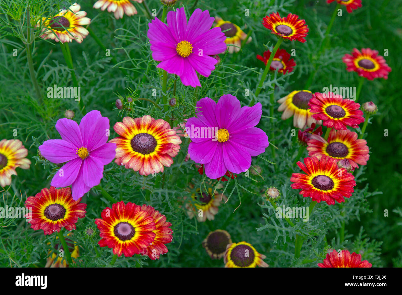 Sunshine variety hi-res stock photography and images - Alamy