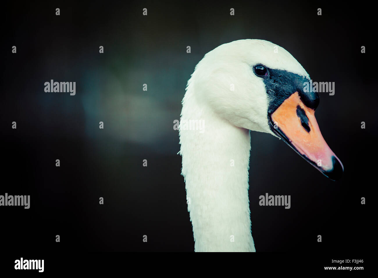 Close-up of swan head looking Stock Photo - Alamy