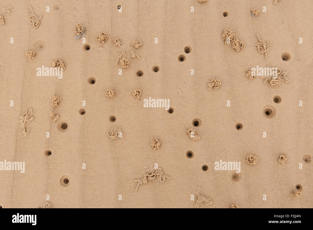 Lugworm casts & holes - Eday, Orkney Islands, Scotland Stock Photo - Alamy