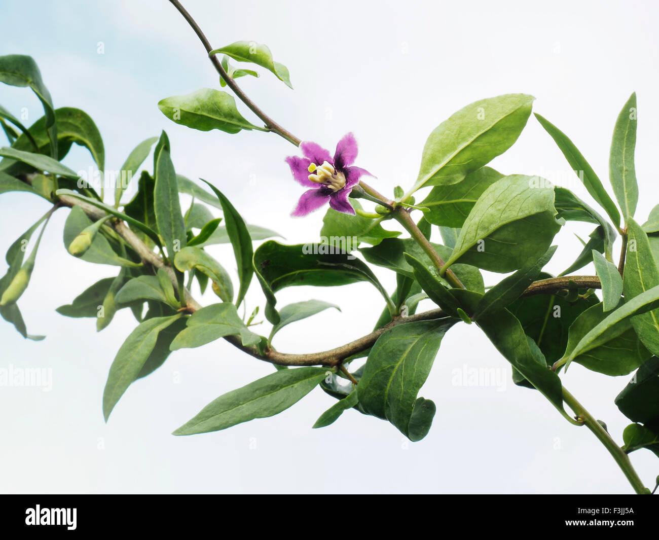 Goji berry tree hi-res stock photography and images - Alamy