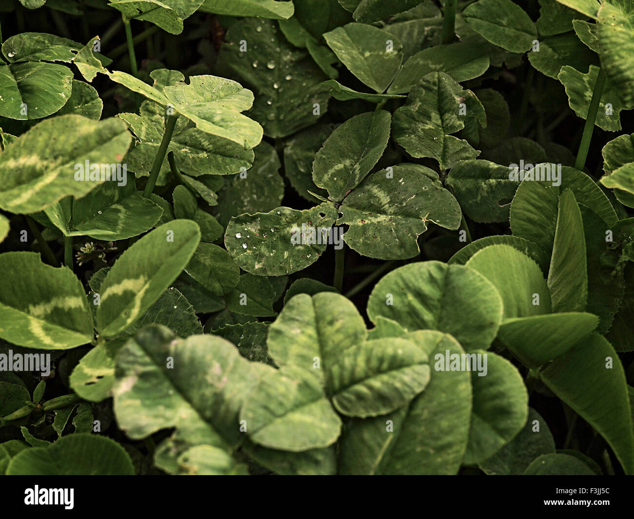 Green clover leaves close hi-res stock photography and images - Alamy