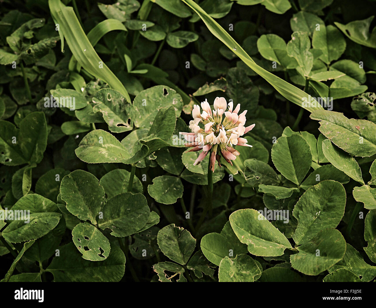 Clover biodiversity hi-res stock photography and images - Alamy