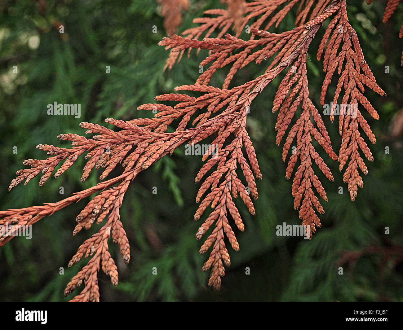 Branch outdoor hi-res stock photography and images - Alamy
