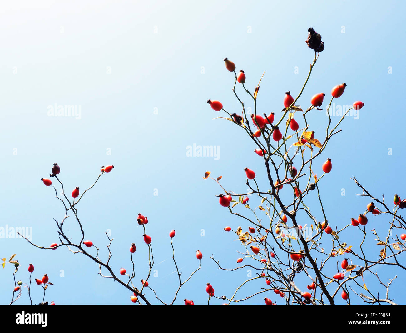 Rosehip plant hi-res stock photography and images - Alamy