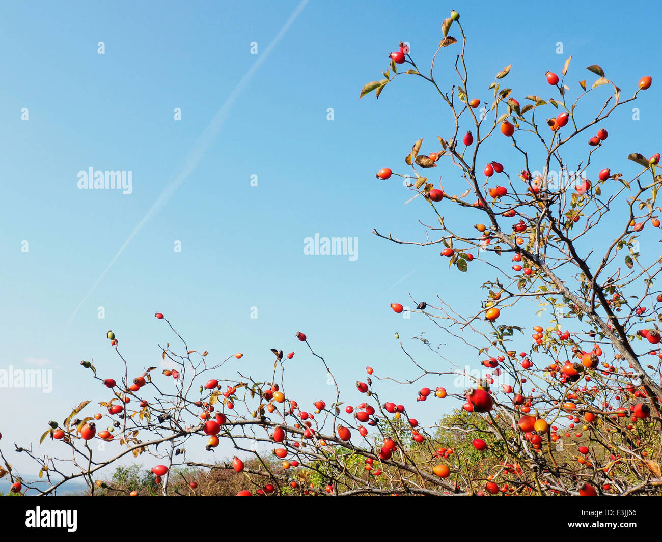 Rosehip and sky hi-res stock photography and images - Alamy