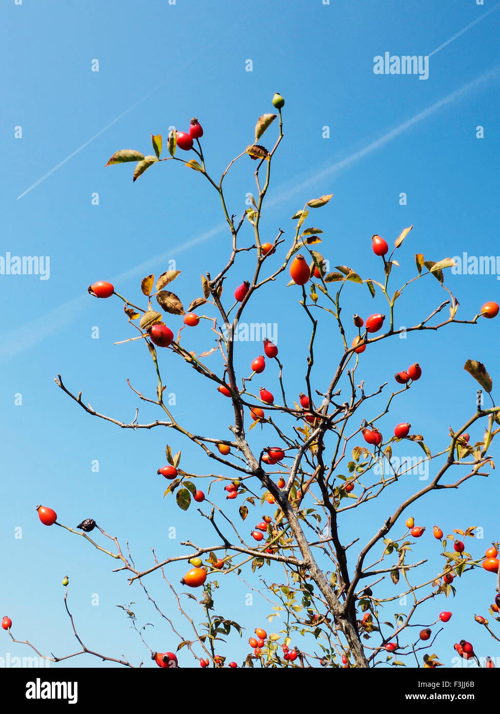Rosehip and sky hi-res stock photography and images - Alamy