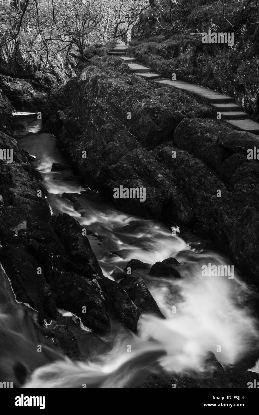 Black and white nature hi-res stock photography and images - Alamy